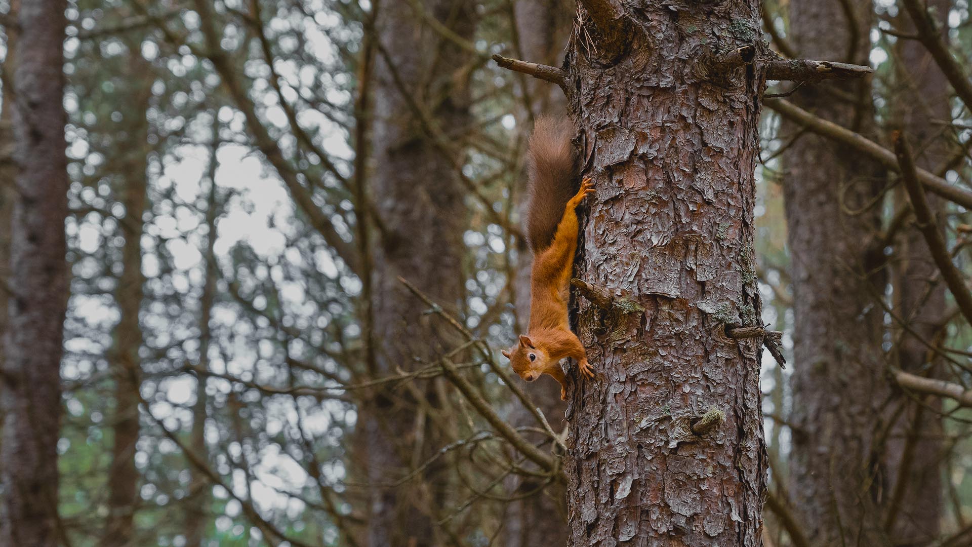 Trapping - Montgomery Wildlife Removal