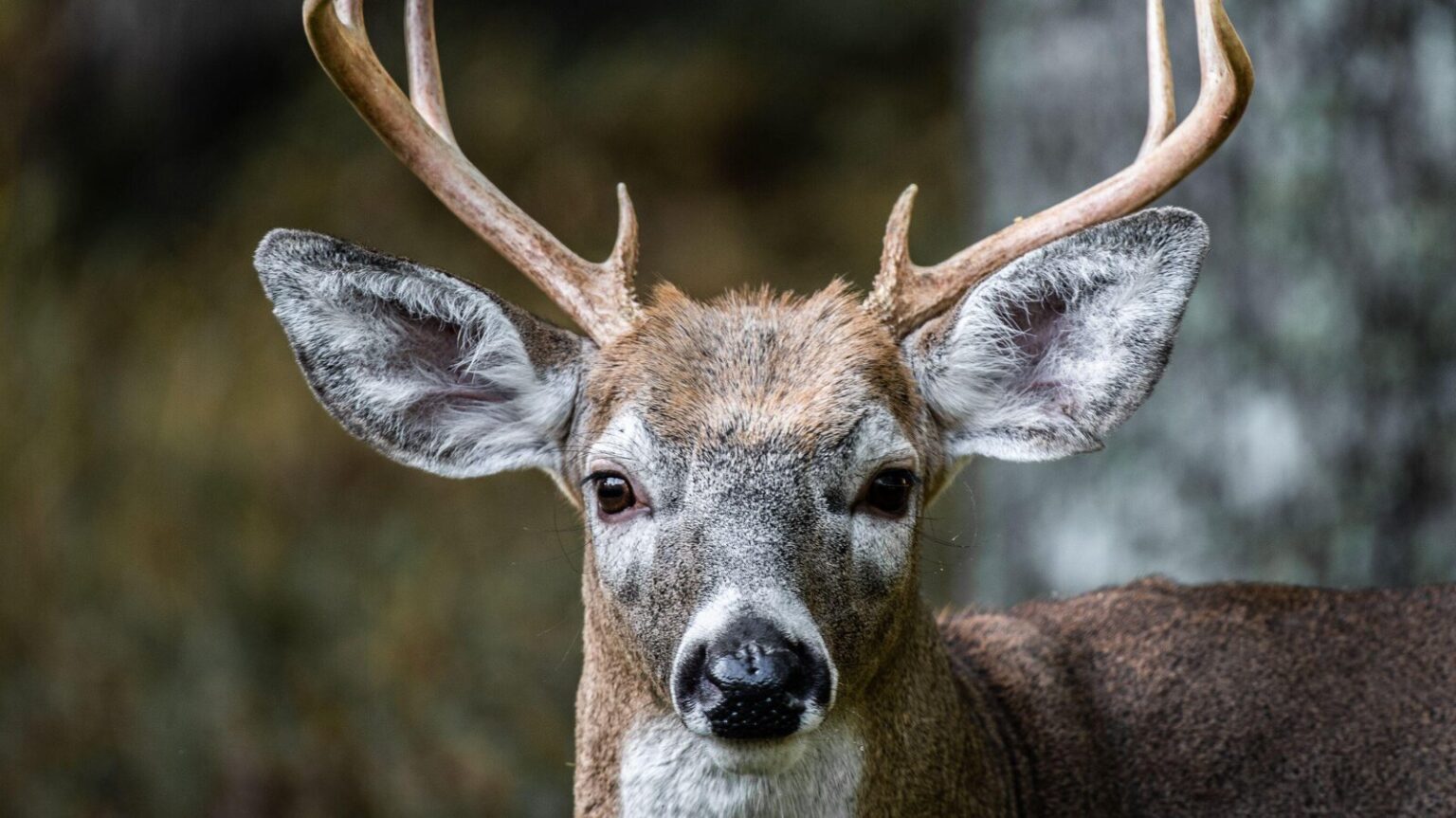 Deer Removal - Montgomery Wildlife Removal